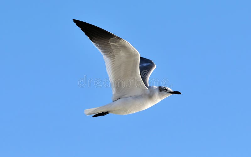 Gull in Flight stock photo. Image of wing, flight, gull - 17651250