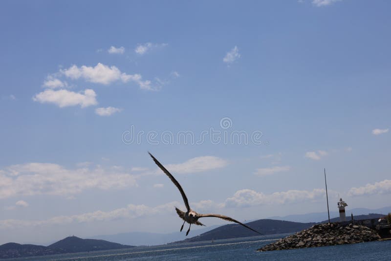 Gull flight stock image. Image of fauna, freedom, draft - 205234029