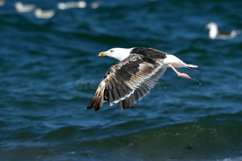 Gull in flight stock photo. Image of flying, flight, wing - 27999826