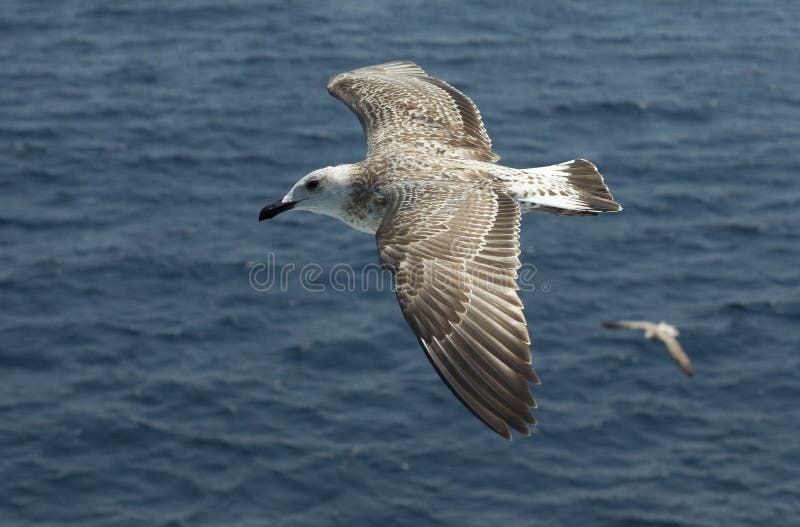 Gull in flight stock image. Image of high, soar, gull - 29497657
