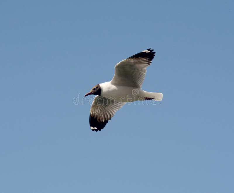 Flying Gull stock image. Image of soaring, shorebird - 144566071