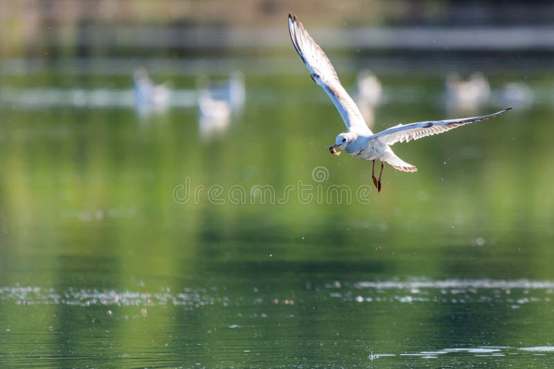 Gull Flying Over Water, Seagull Landing, Bird Flying, Bird Landing Over ...