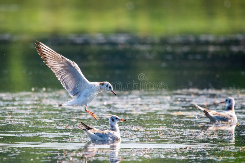 Gull Flying Over Water, Seagull Landing, Bird Flying, Bird Landing Over ...