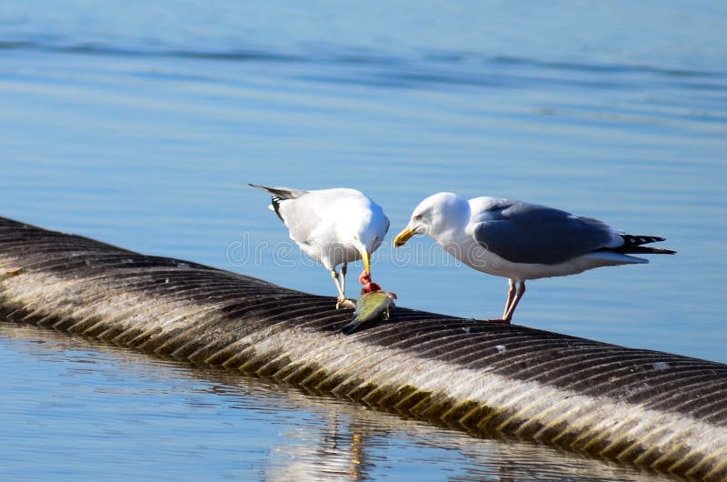 Gull and food stock photo. Image of east, american, clear - 60721200