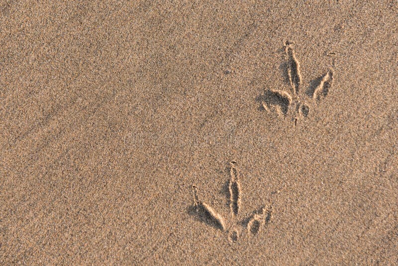 Gull footprints on sand stock image. Image of bird, mark - 104631963