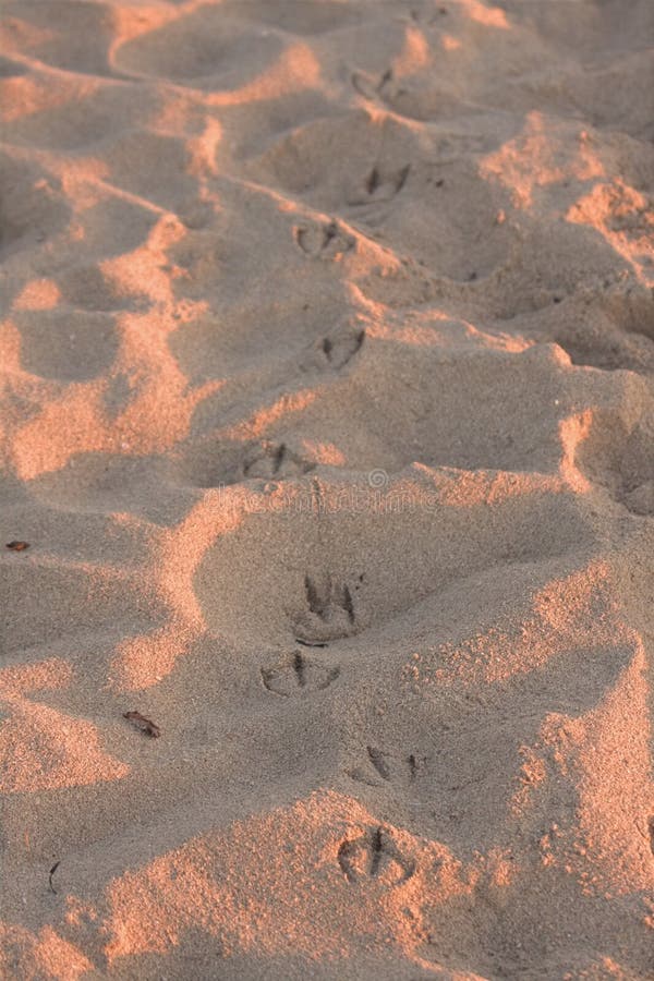 Gull Footprints in the Sand Stock Image - Image of bird, sunrise: 75356599