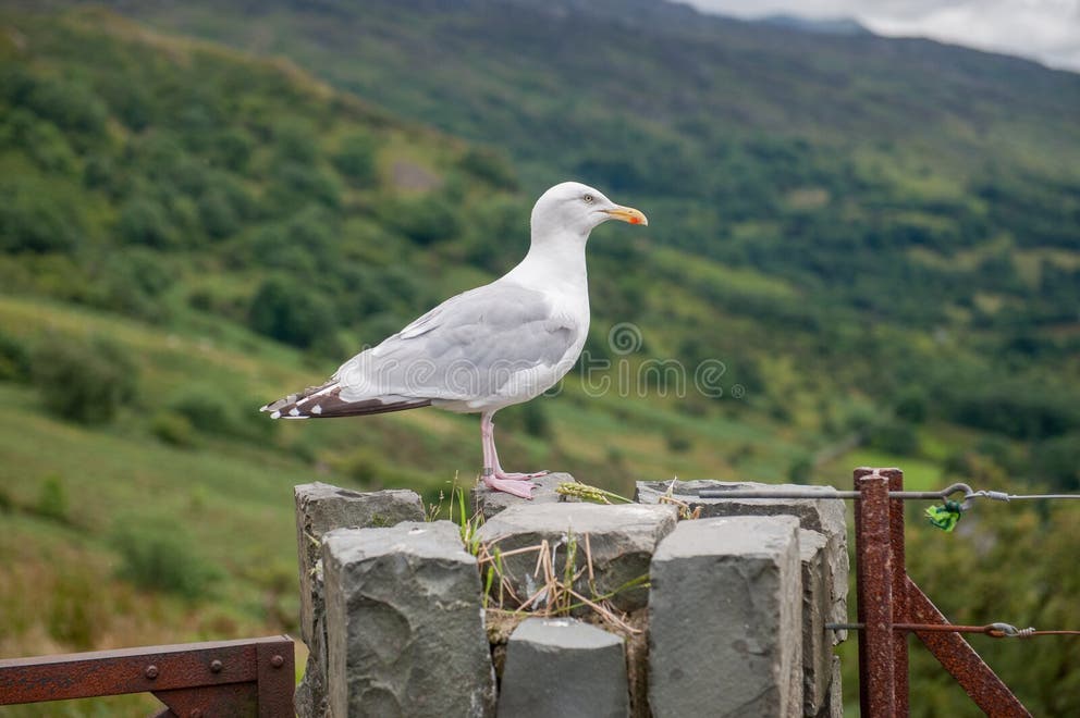 Gull on gate stock photo. Image of photograph, seabird - 63919170