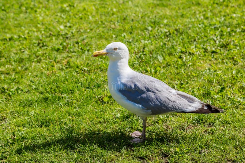 Gull on a grass stock image. Image of summer, nature - 189719335