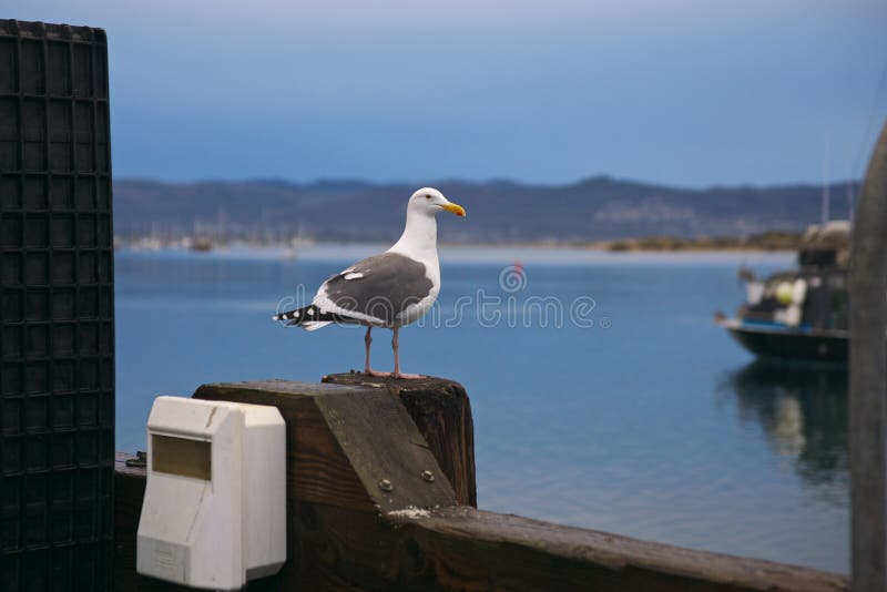 Beaver stock photo. Image of castor, saxony, watching - 15801280
