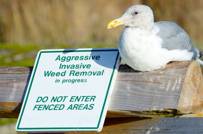 Gull Warning Sign Stock Photos - Free & Royalty-Free Stock Photos from ...