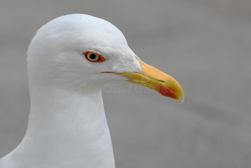 Gull Head with Long Yellow Beak and Watchful Eyes Stock Photo - Image ...