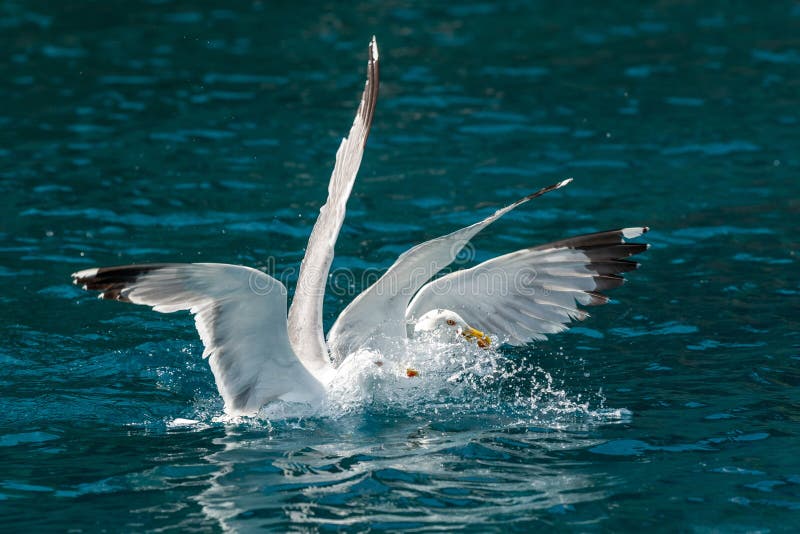 Gull hunting down fish stock photo. Image of view, beauty - 191020464