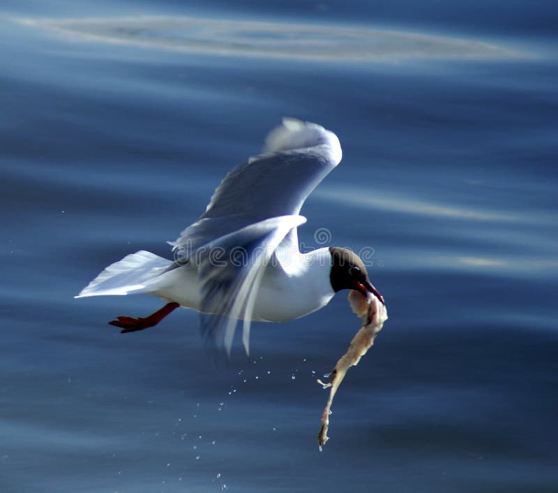 Gull - Hunting for life stock photo. Image of wings, petersburg - 3425494