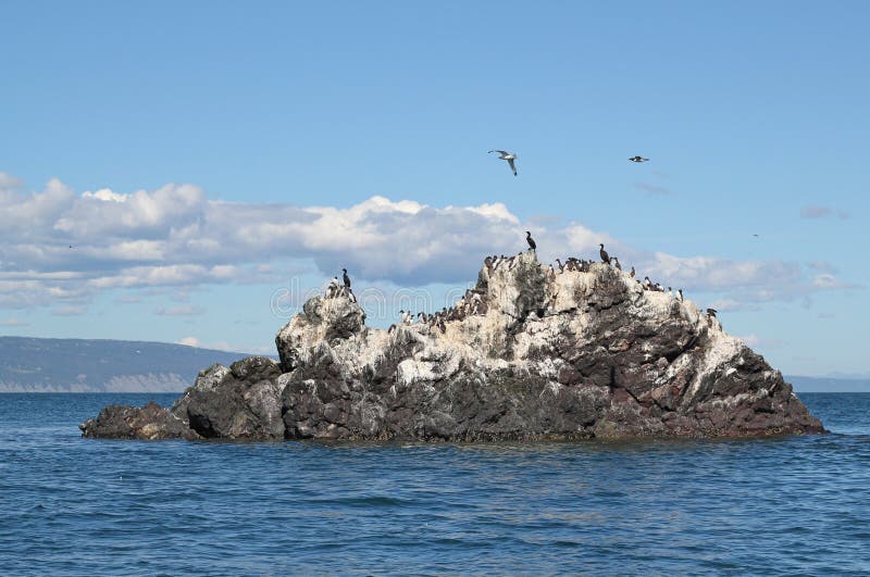 Gull Island in the sun stock image. Image of gulls, seagulls - 20837457