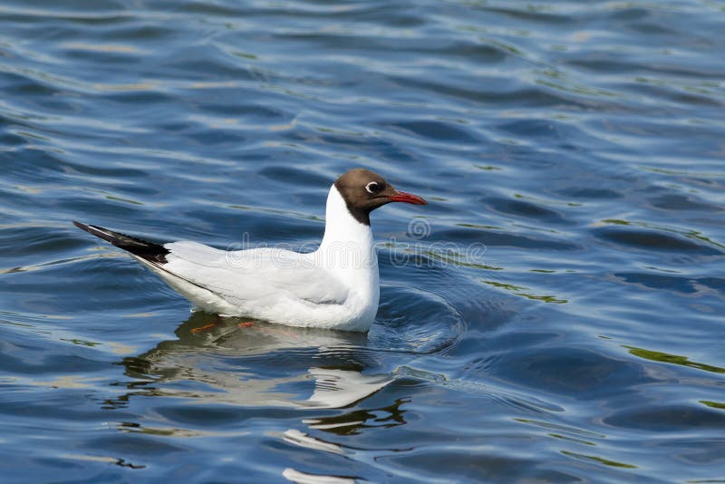 Gull stock photo. Image of natural, lake, nature, bird - 214399106