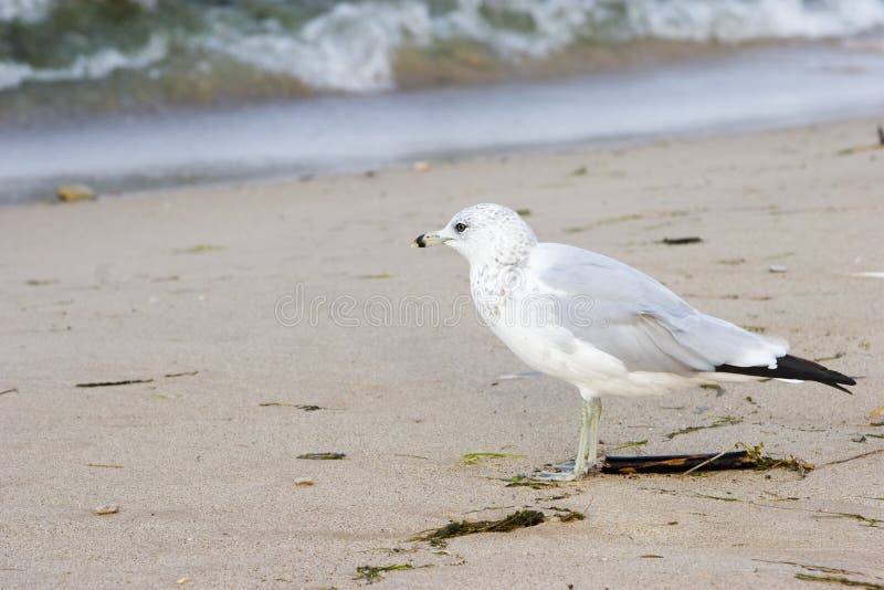 Gull on Lake Michigan Coast Stock Photo - Image of gull, fowl: 3155546