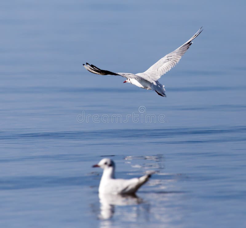 Gull on the lake in nature stock photo. Image of animal - 111420414