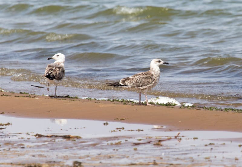 Gull on the lake stock photo. Image of fall, gull, nature - 108304908