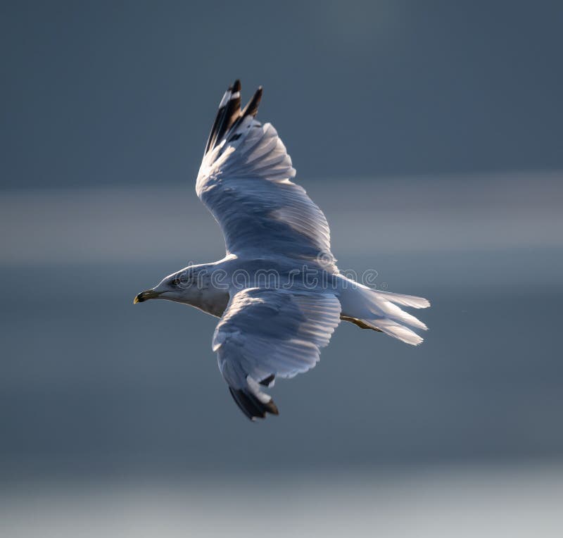Gull (Larus Canus) Flying in the Sky Stock Image - Image of larus, wild ...