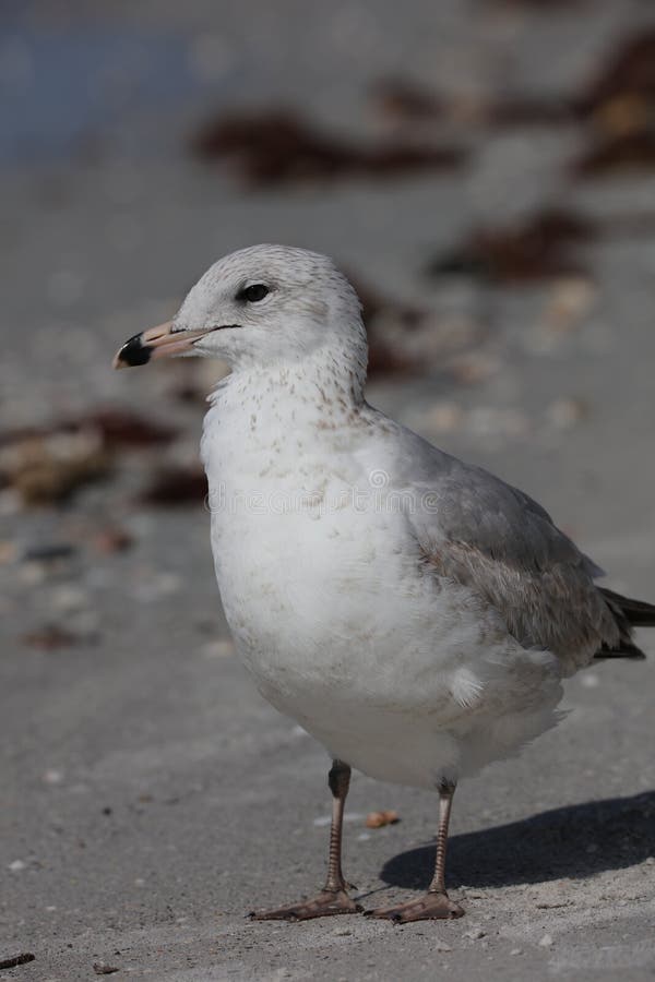Gull Life stock photo. Image of tern, madeira, wild - 138412458