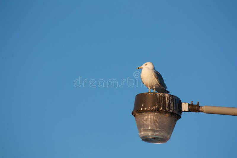Gull on Light Fixture stock image. Image of rest, single - 26581409