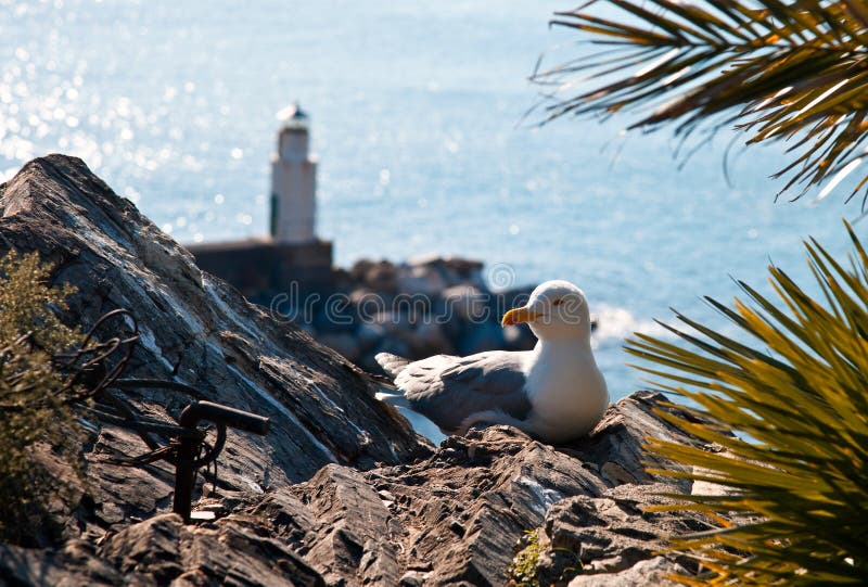 The Gull and the Lighthouse Stock Photo - Image of outside, portofino ...