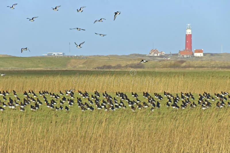 Gull and lighthouse stock image. Image of gull, texel - 87493525