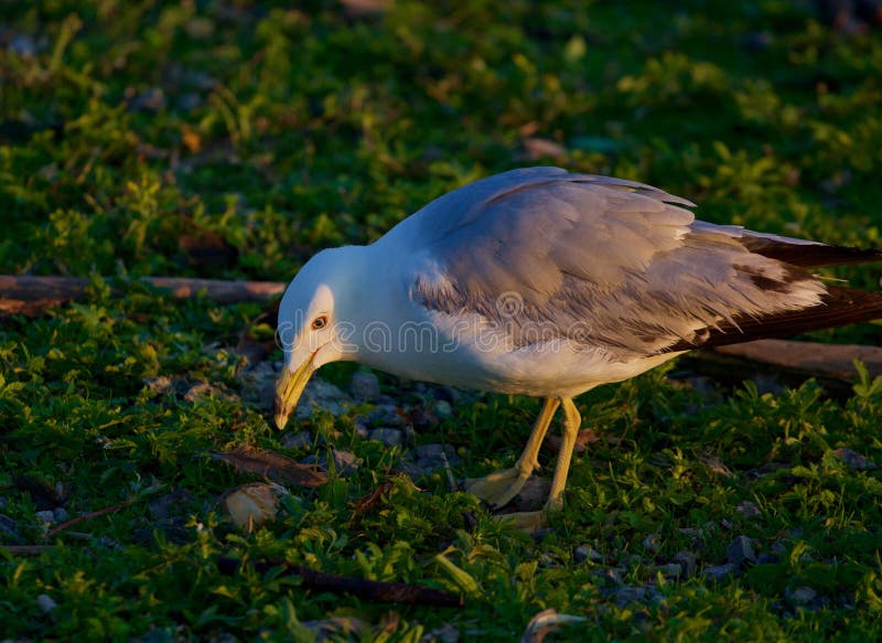The Gull is Looking at the Food Stock Photo - Image of wings, bird ...