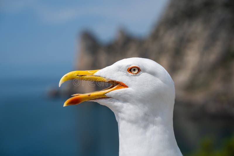 Gull Open Mouth Screaming. Head Shot Close Up Gull Stock Photo - Image ...