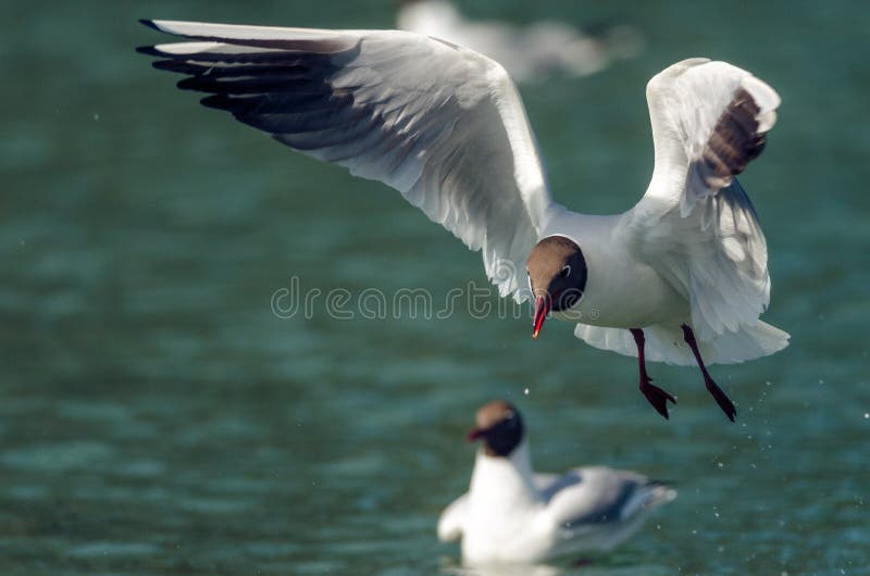 Gull Opened Wings. Side View Stock Photo - Image of wildlife, opened ...
