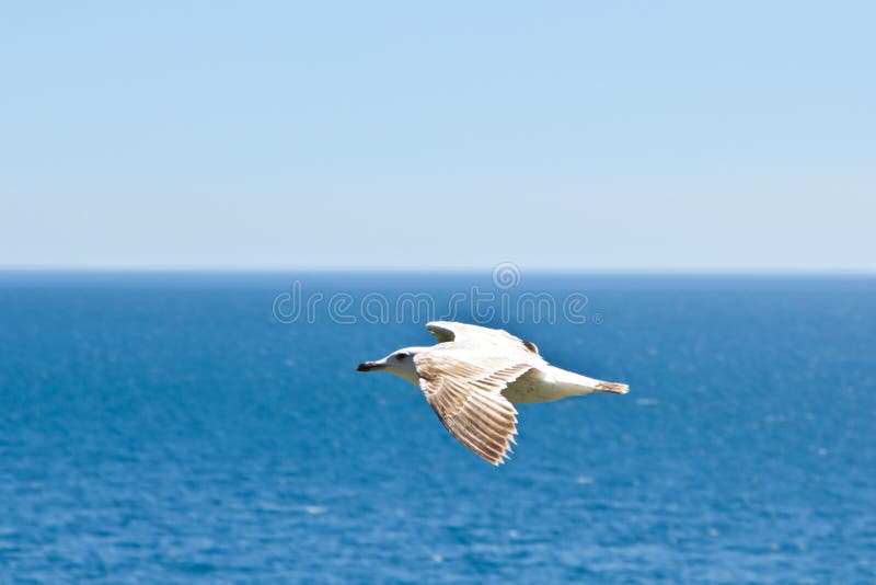 Gull over the sea stock image. Image of beak, feathered - 30767627