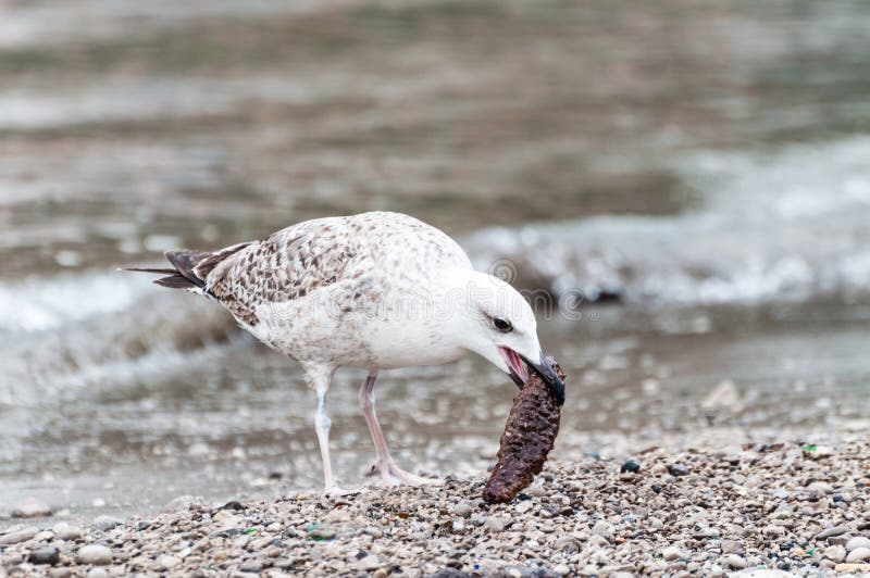 Gull that pecks food stock image. Image of freedom, sand - 73966235