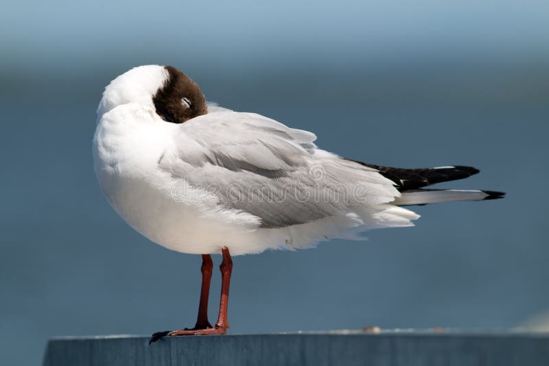 Gull portrait. stock photo. Image of island, coast, flying - 80024084