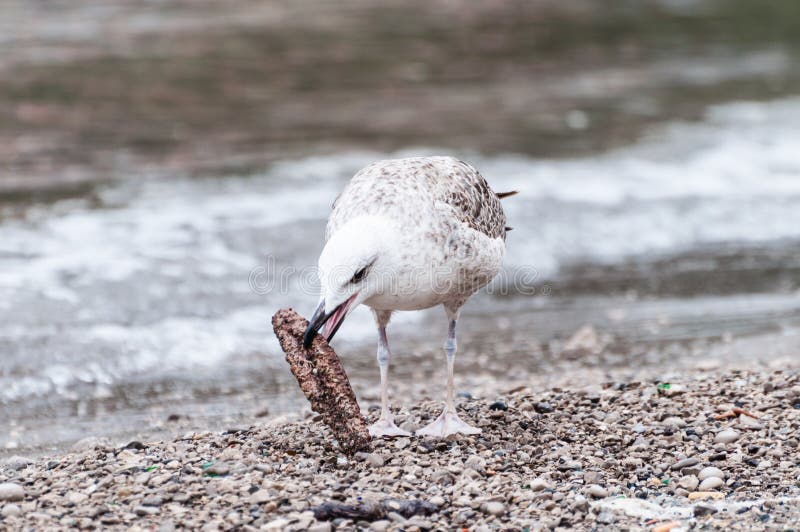 Gull Quell'alimento Dei Bacetti Fotografia Stock - Immagine di animale ...