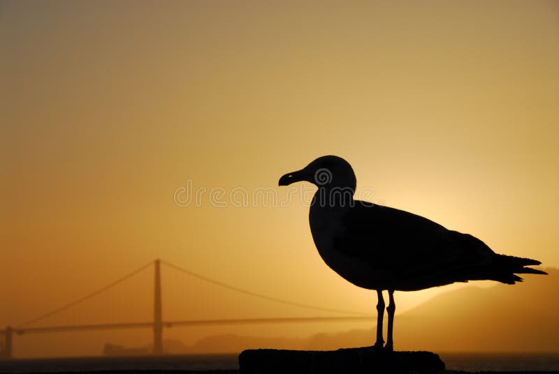 A Gull is in the Rays of Sunset Stock Image - Image of gull, sunset ...