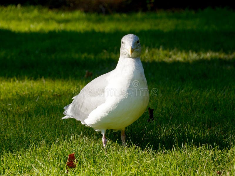 Gull stock photo. Image of green, life, wildlife, flying - 163376130