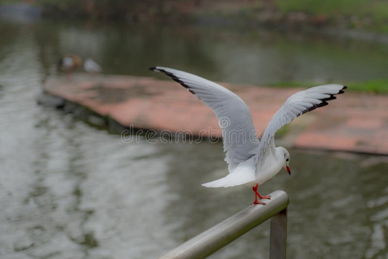 Gull on the Right Side Perched on a Handrail with Open Wings To Take ...
