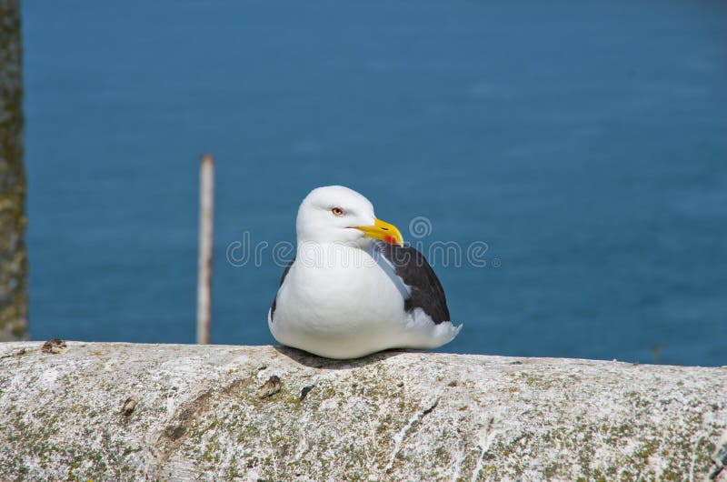 Gull stock photo. Image of look, cliff, roost, seagull - 42303218