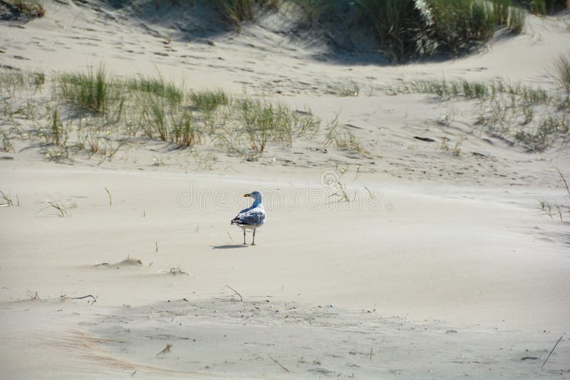 Gull in the Sandy Dunes with Beach Oat Stock Image - Image of ...
