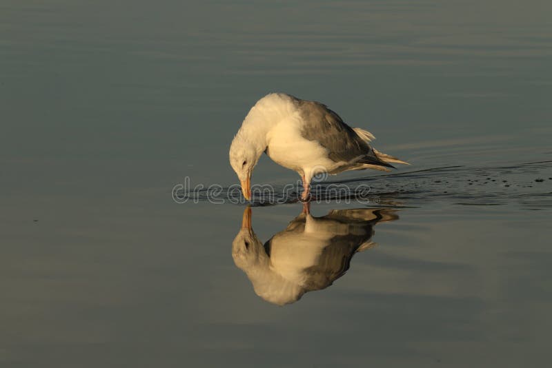 Gull or Seagull Staring at Its Reflection in the Water Stock Photo ...