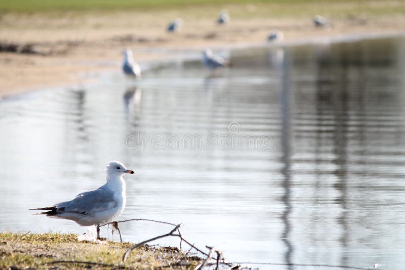 Gull on Shore stock image. Image of bird, nature, pond - 104029093
