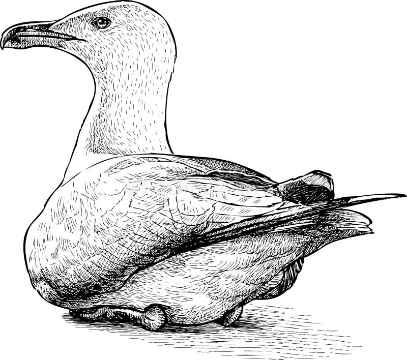 Big sea gull stock vector. Illustration of drawn, tail - 49088250