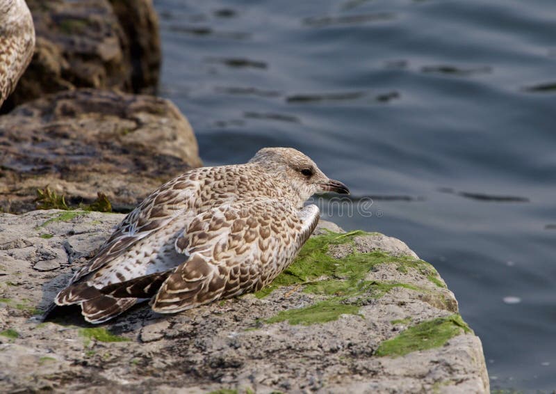 Gull Sleeping Rock Shore Stock Photos - Free & Royalty-Free Stock ...