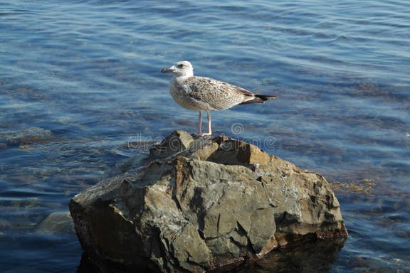 Gull on the stone stock photo. Image of birds, shore - 55340964