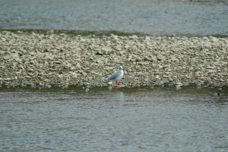 Gull on the stone stock image. Image of water, river - 124435825