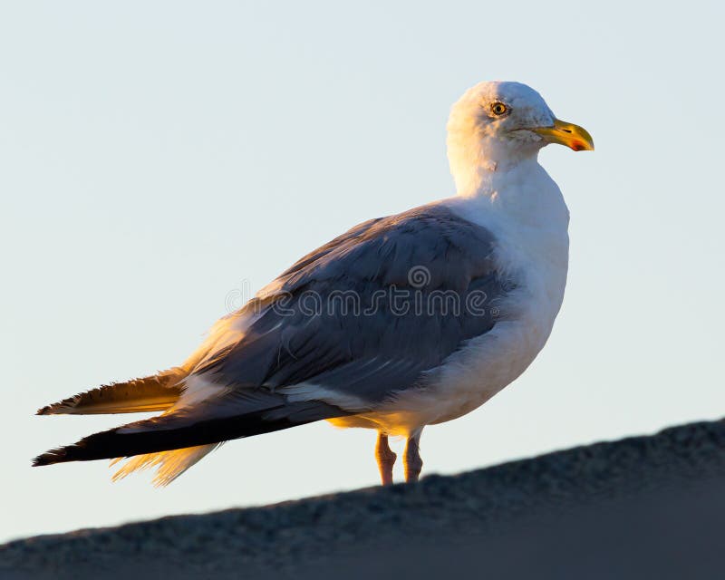 Gull in Sunlight at Dawn stock photo. Image of wildlife - 157844900