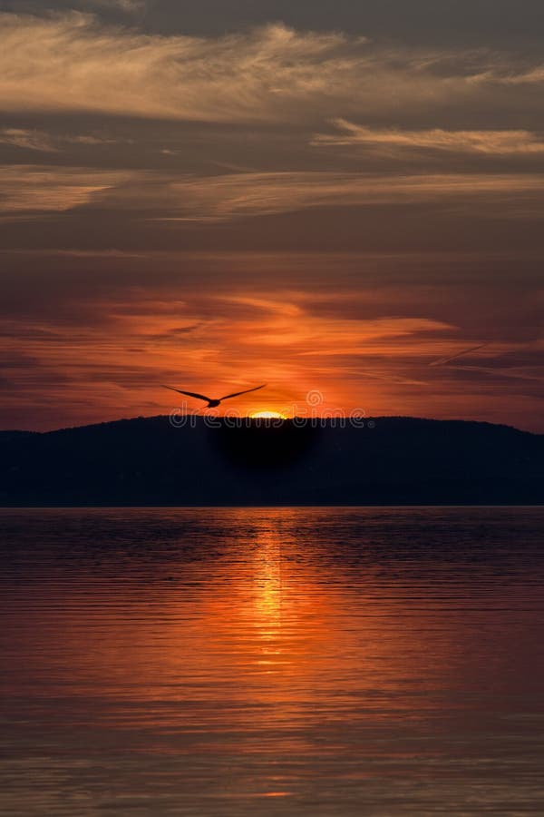 Gull and sunset stock image. Image of flying, outdoors - 22797059