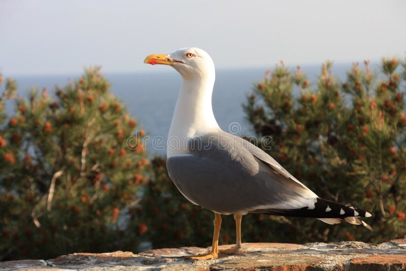 Sea gull at sunset stock image. Image of coast, beauty - 75019205