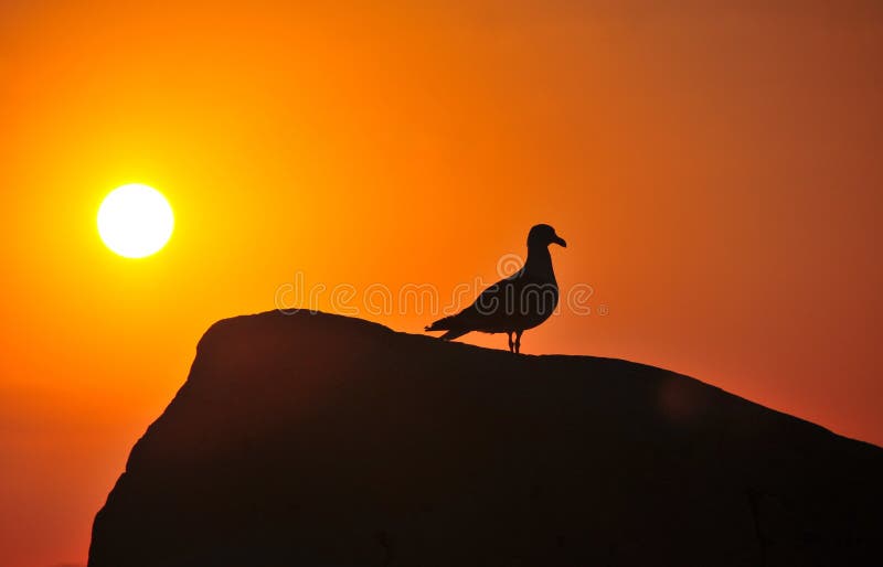 Sea gull at sunset stock image. Image of coast, beauty - 75019205