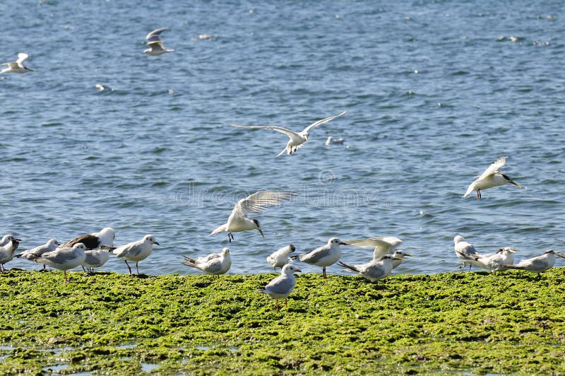 Gull and tern flock, stock photo. Image of puerto, gull - 245889134